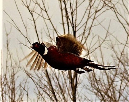 A pleasant pheasant stocking season is just ahead | News, Sports, Jobs ...
